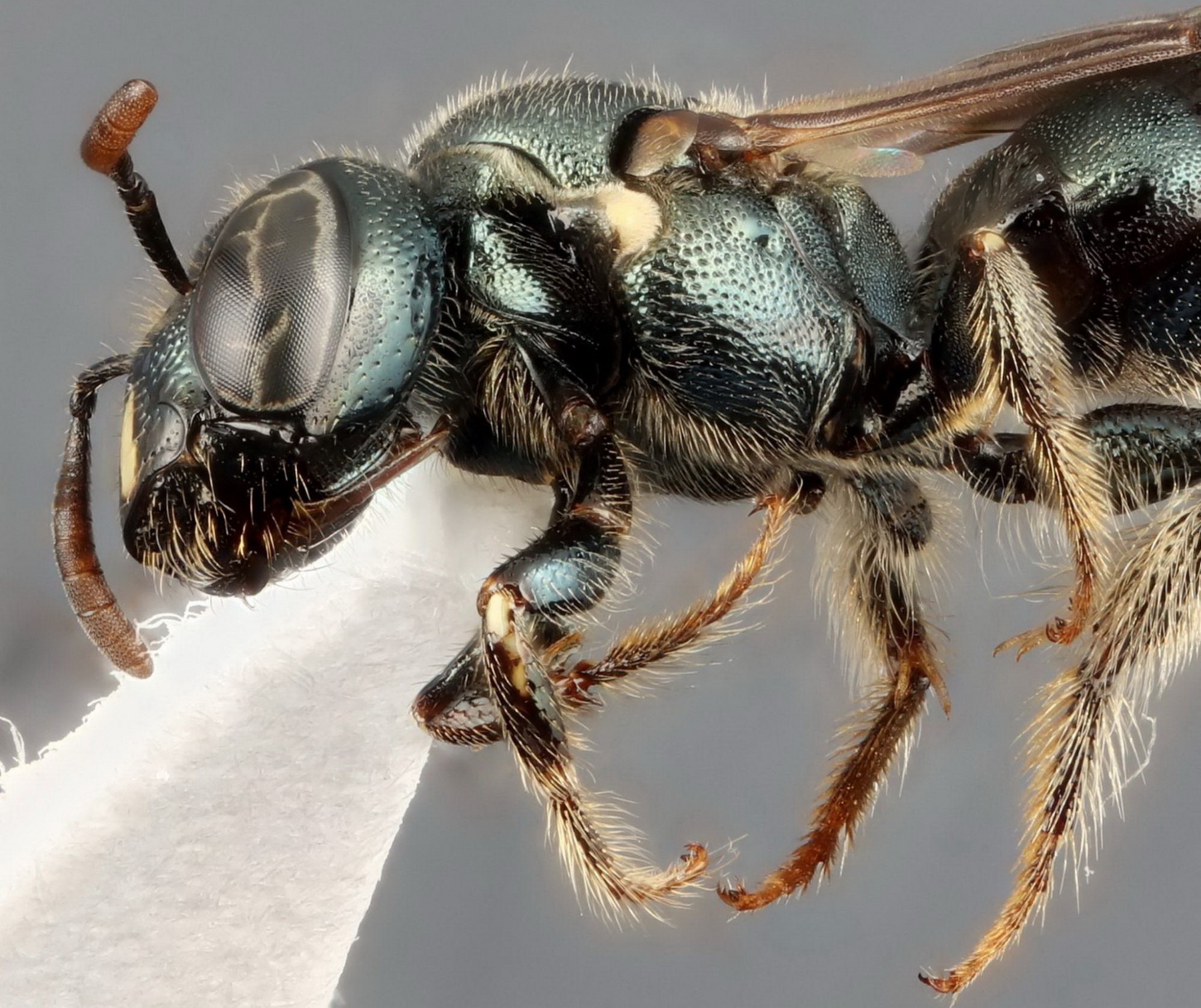 Ento360: Virtual Insect Specimens